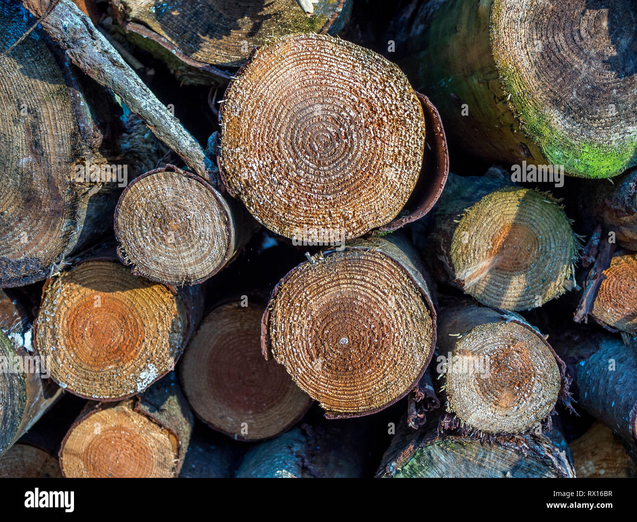 a close up detail macro face on of pile stack of cut sawn section ...
