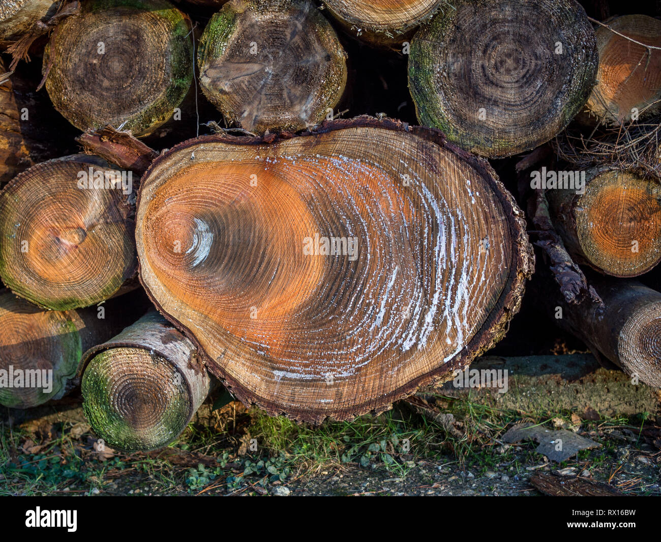 a close up detail macro face on of pile stack of cut sawn section ...