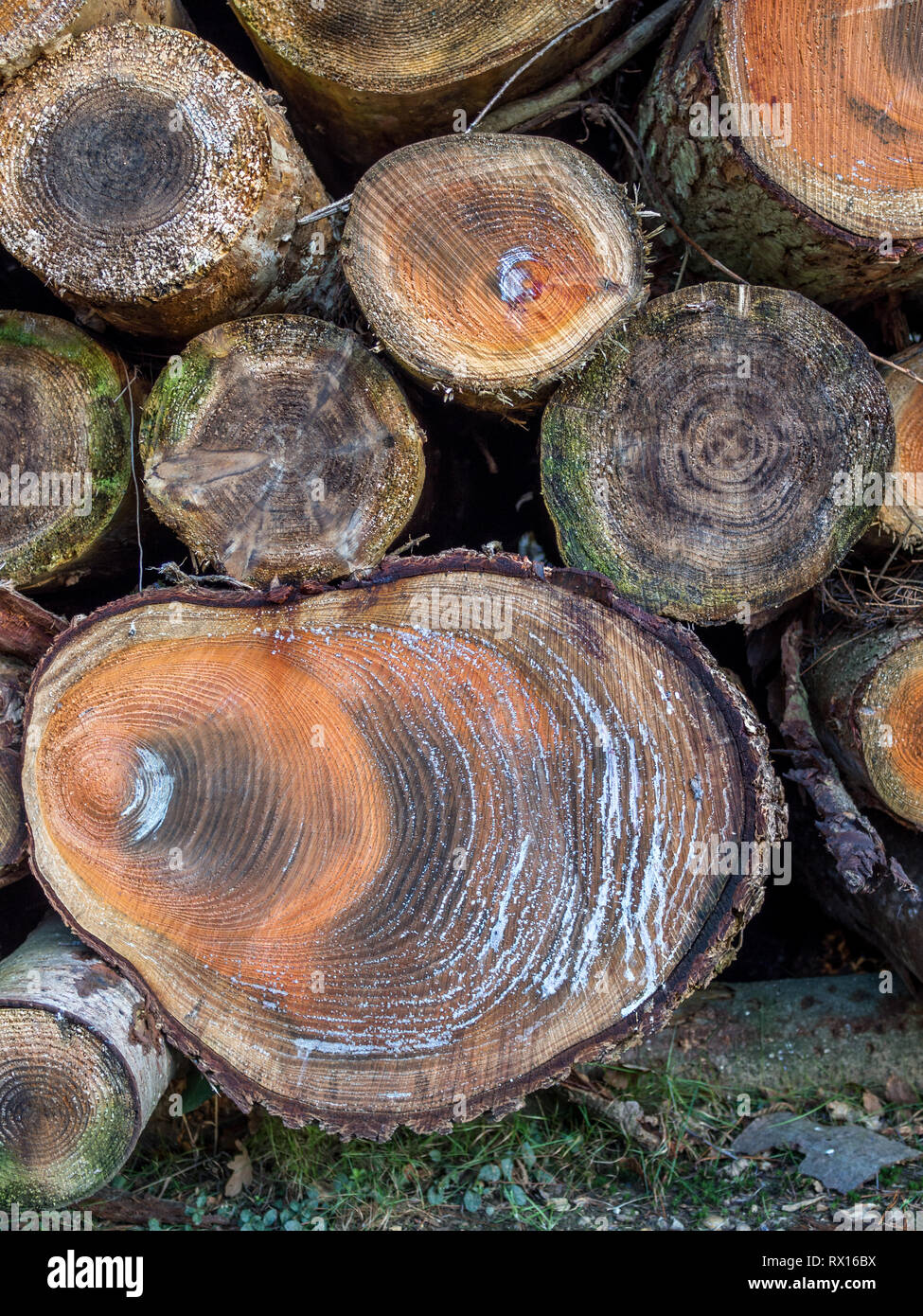 Lumber mill log storage hi-res stock photography and images - Alamy