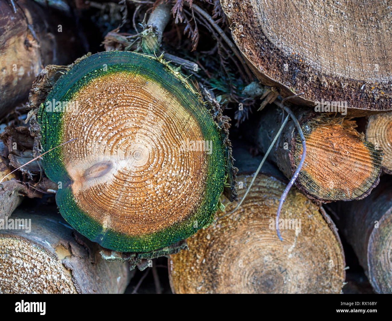 a close up detail macro face on of pile stack of cut sawn section ...