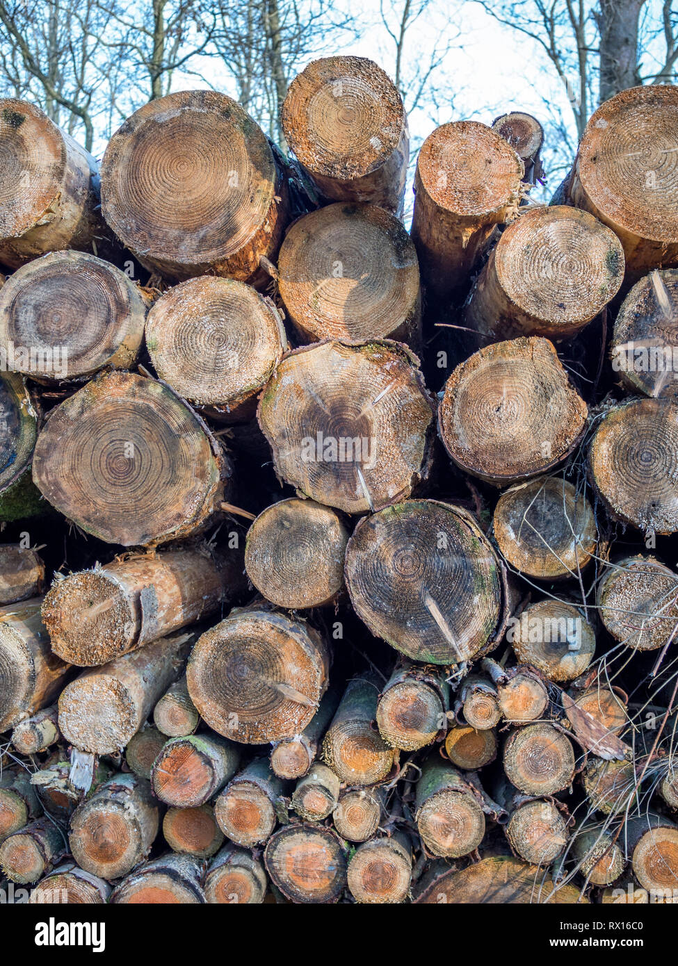 a pile of cut sawn logged felled tree trees limber log logs seasoning ...