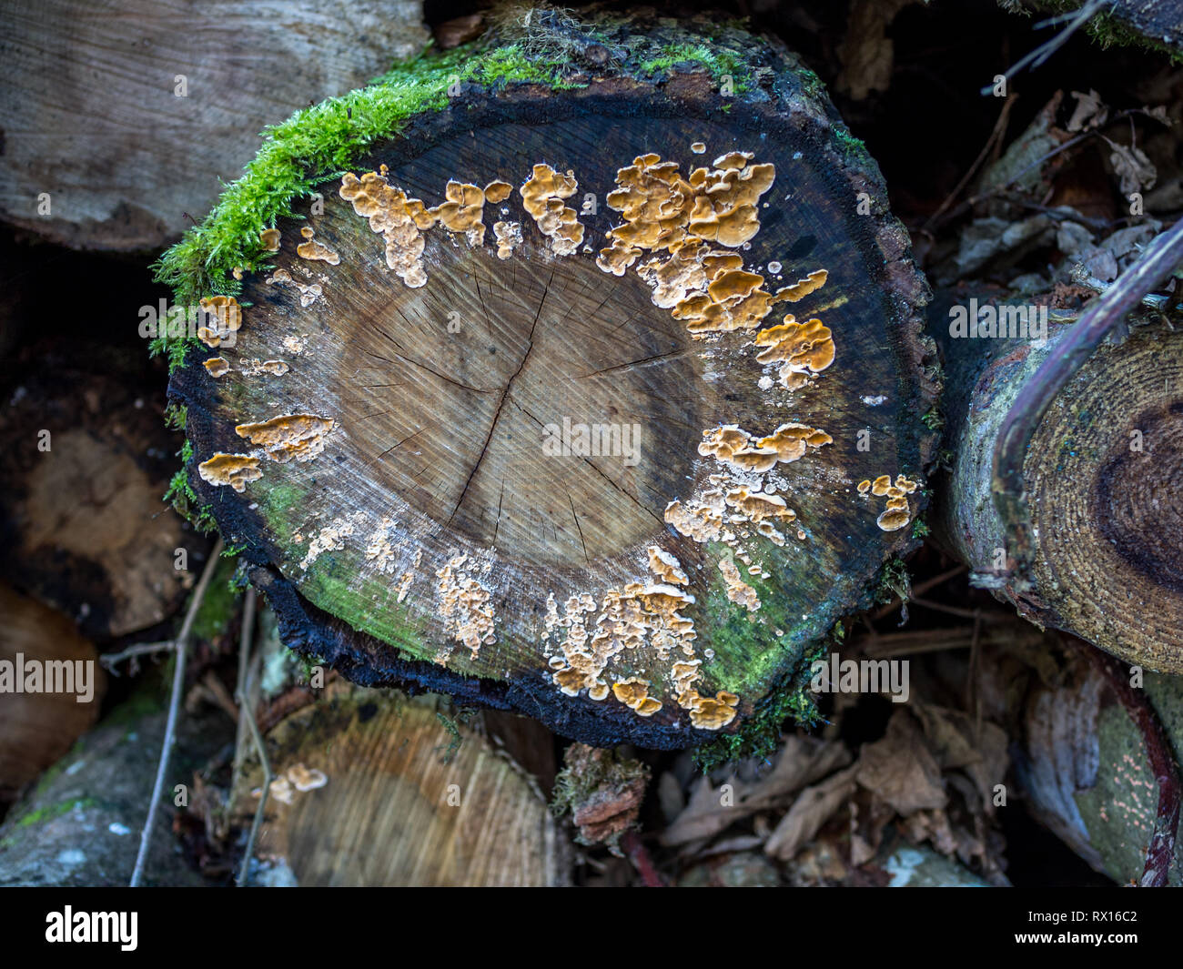 a close up detail macro face on of pile stack of cut sawn section ...