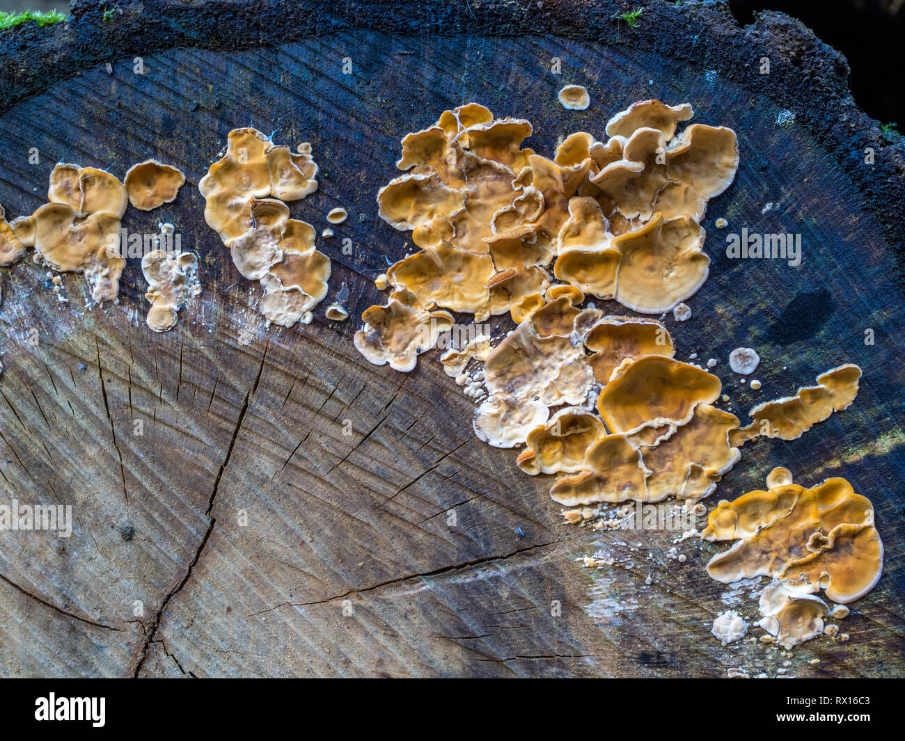 a close up detail macro face on of pile stack of cut sawn section ...