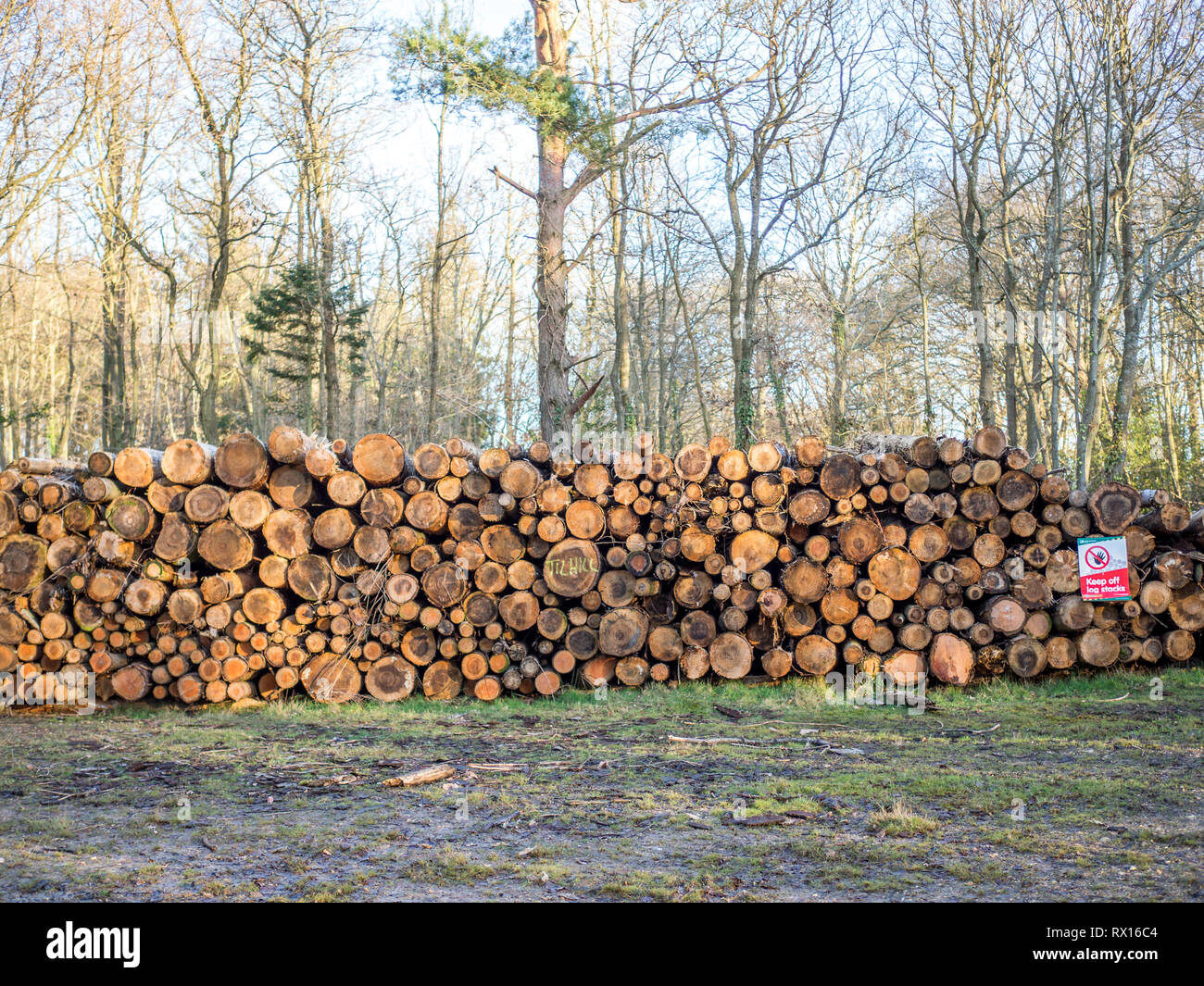 a pile of cut sawn logged felled tree trees in background timber log ...