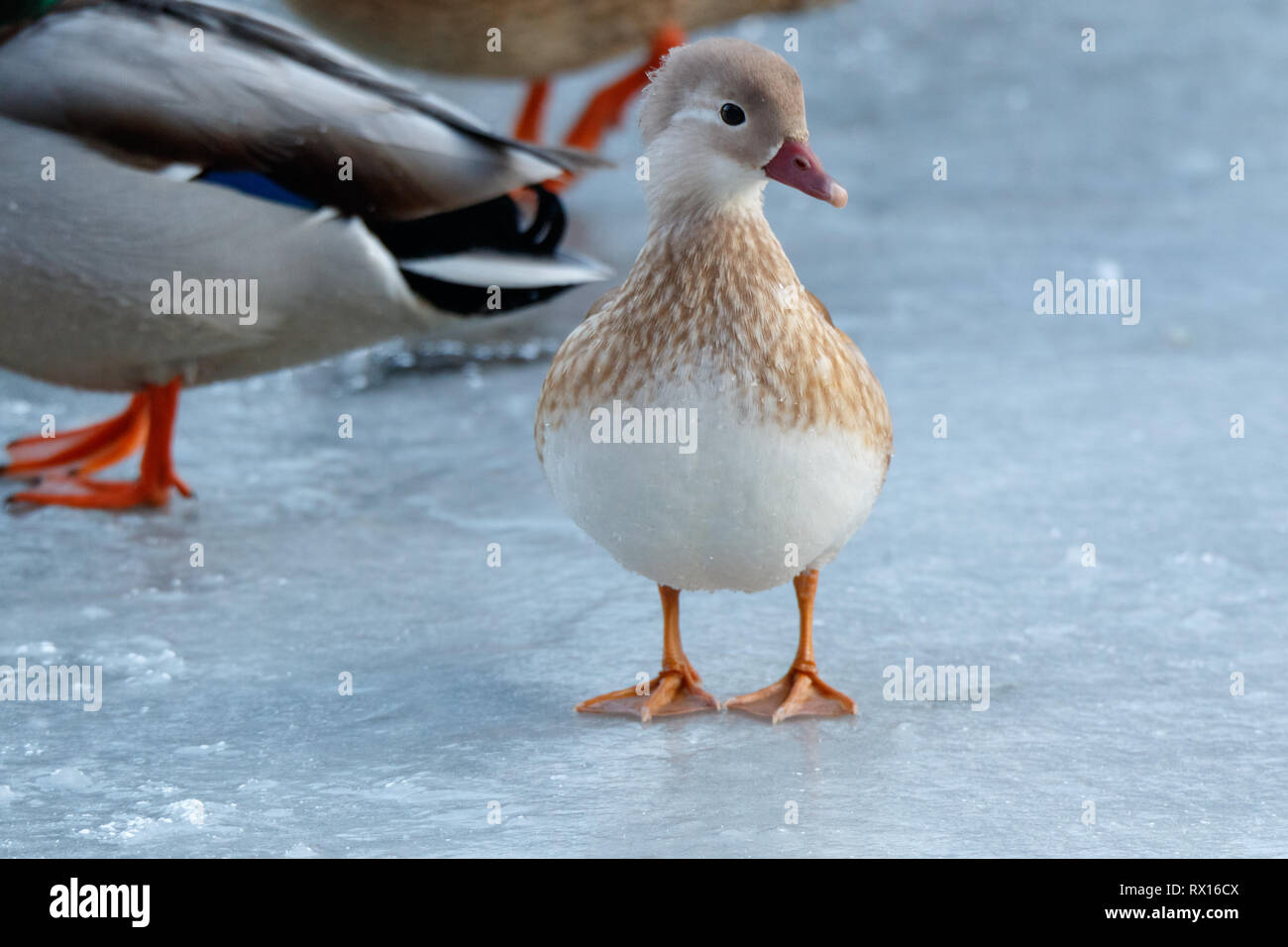 Mandarin Duck (Aix galericulata). Russia, Moscow Stock Photo - Alamy