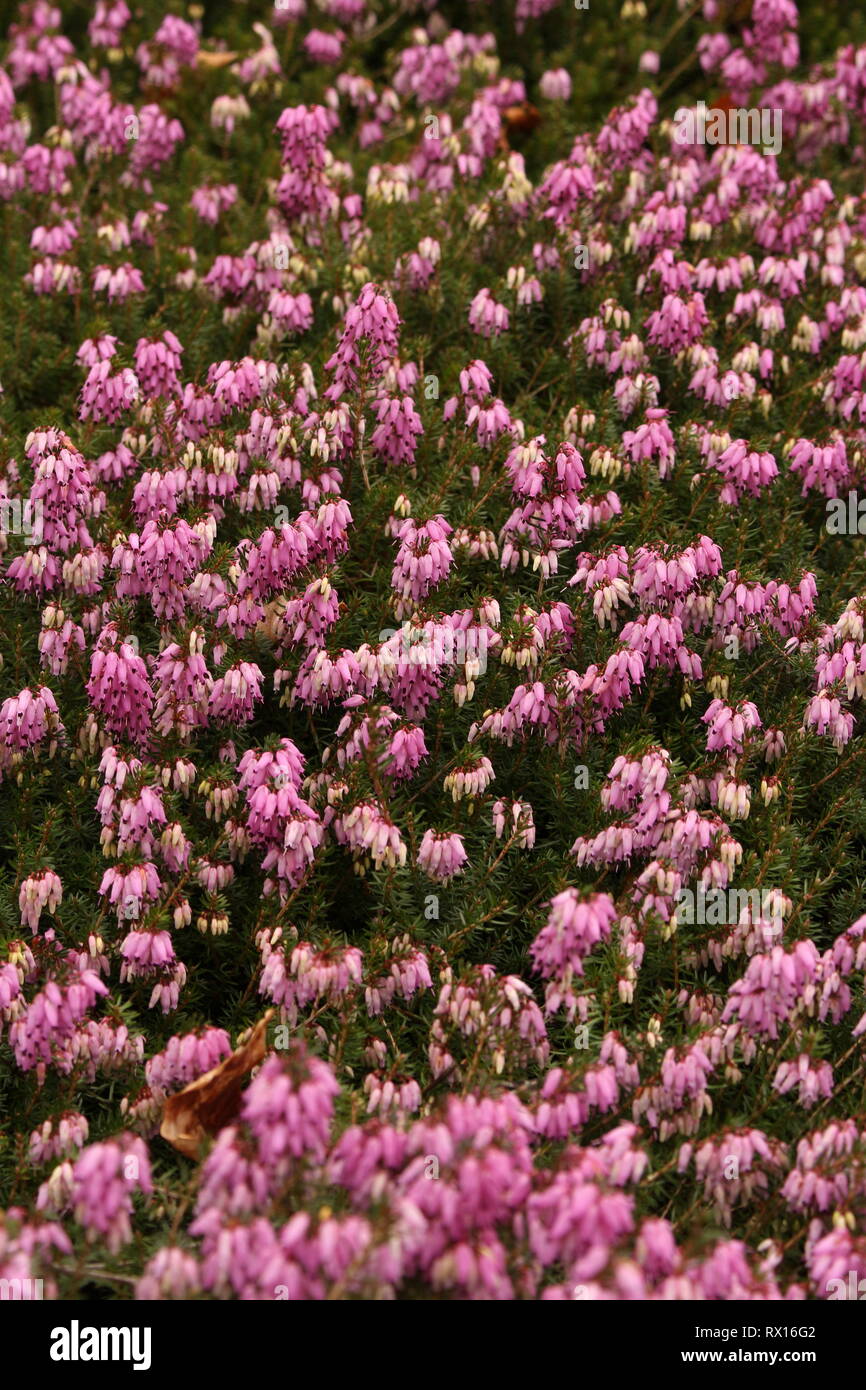 Carnia hi-res stock photography and images - Alamy