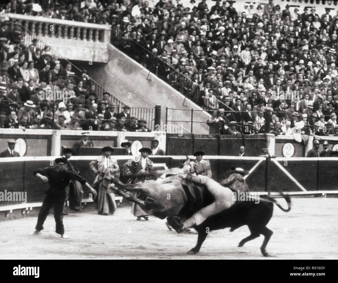 Horse gored bull hi-res stock photography and images - Alamy