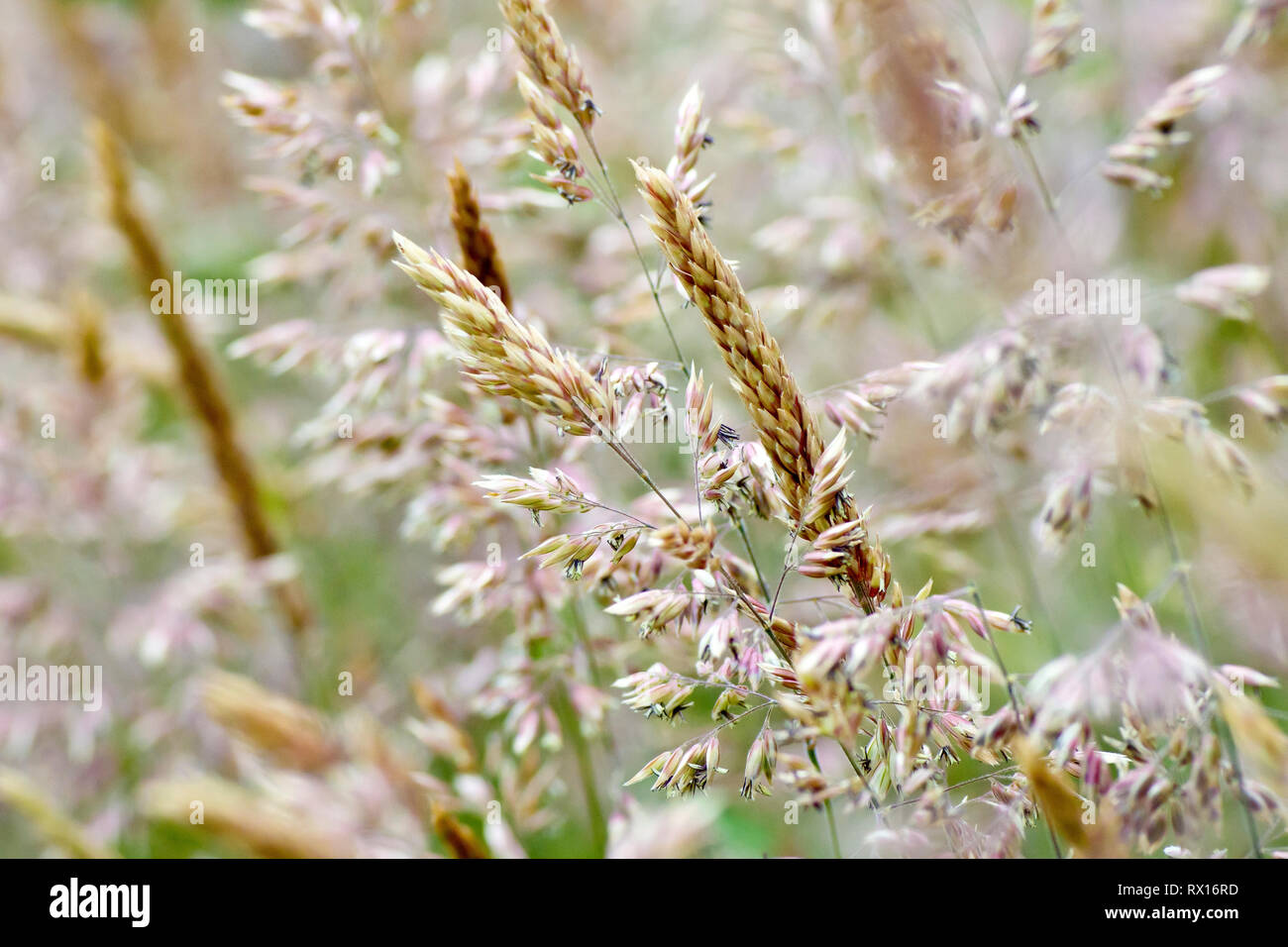 Grass, predominantly Yorkshire Fog (holcus lanatus), shot in flower ...