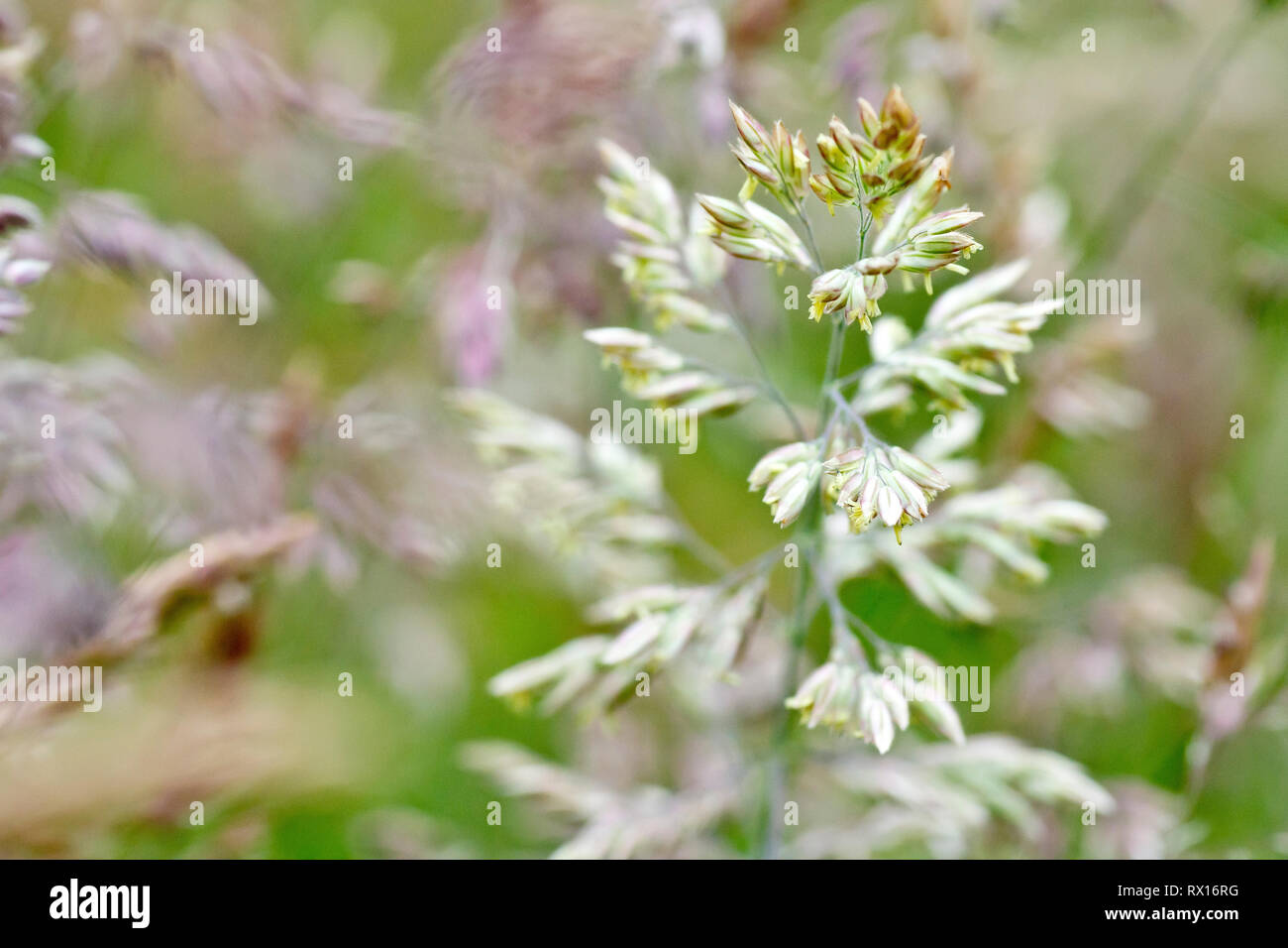 Grass, predominantly Yorkshire Fog (holcus lanatus), shot in flower ...