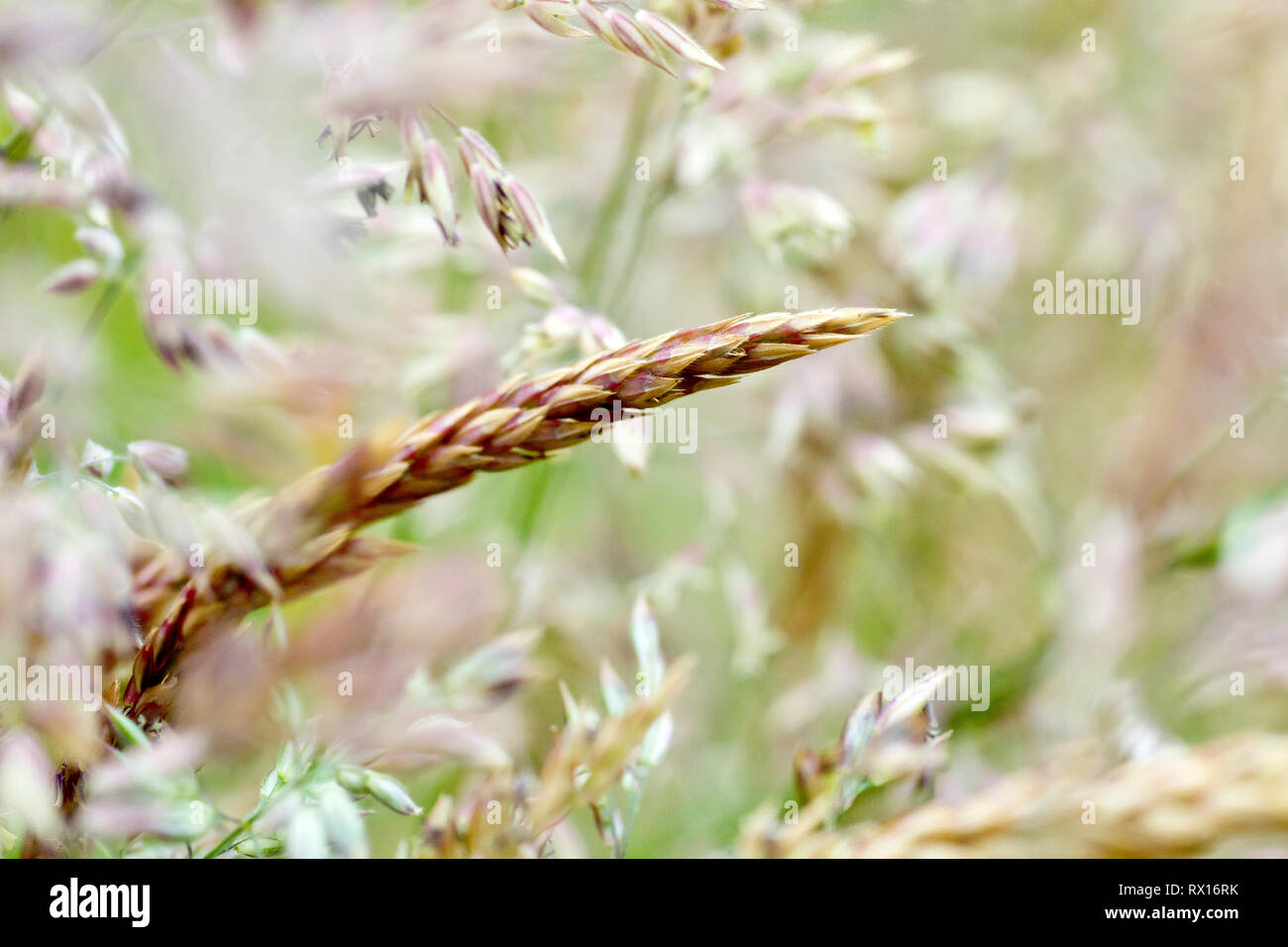 Yorkshire fog grass holcus lanatus hi-res stock photography and images ...