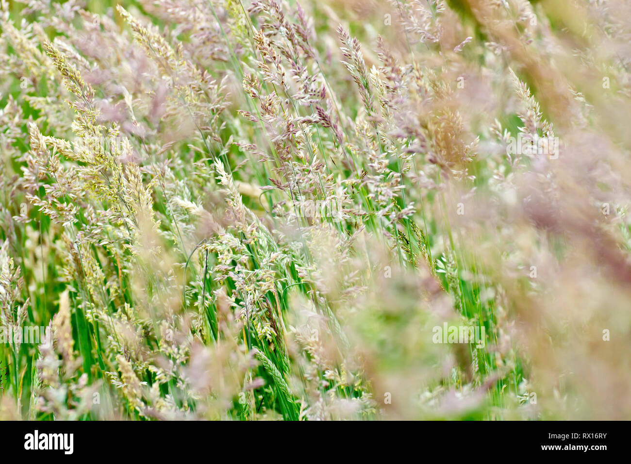 Yorkshire fog grasses hi-res stock photography and images - Alamy