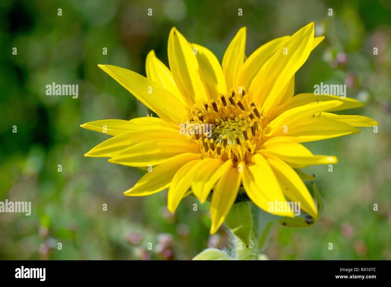 Biodiversity in agriculture hi-res stock photography and images - Alamy