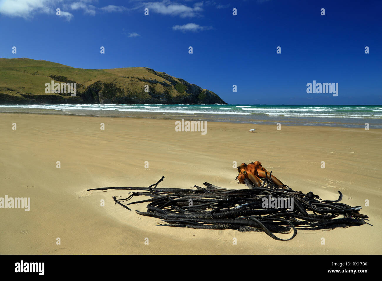 Cannibal Bay in the Catlins New Zealand Stock Photo - Alamy