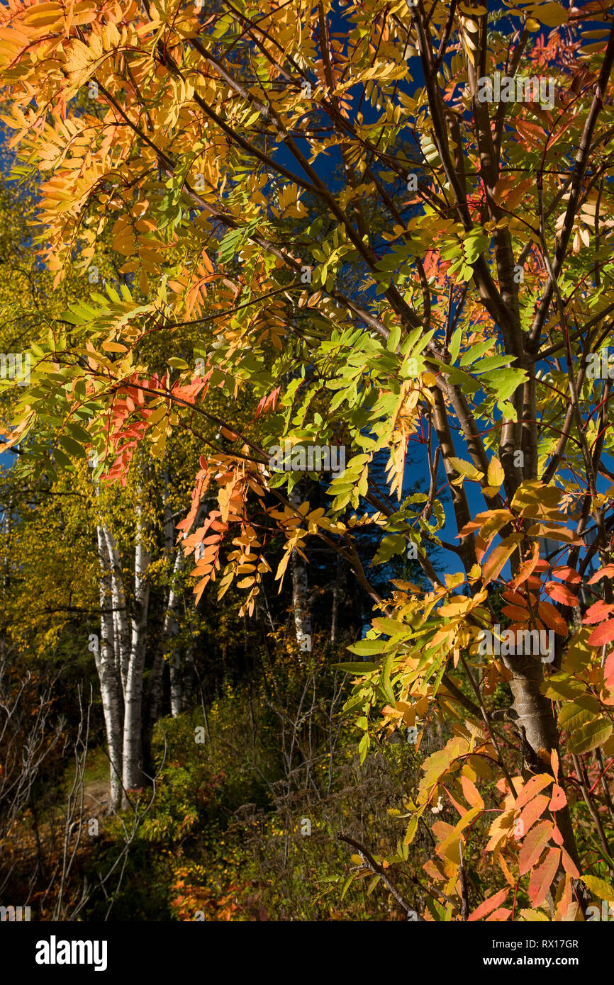 , Cook County, Minnesota, USA Stock Photo - Alamy