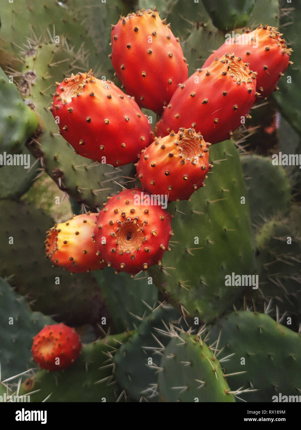 Bright red fruits of cactus Oppuntia among green plant, Morocco Stock ...