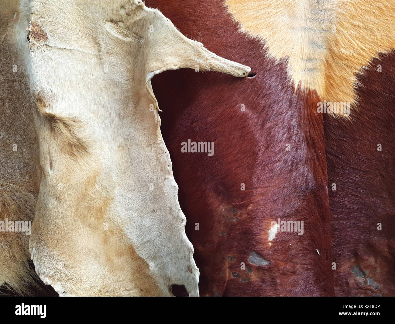 Cow skins are white and brown in color, the texture of animal skins ...