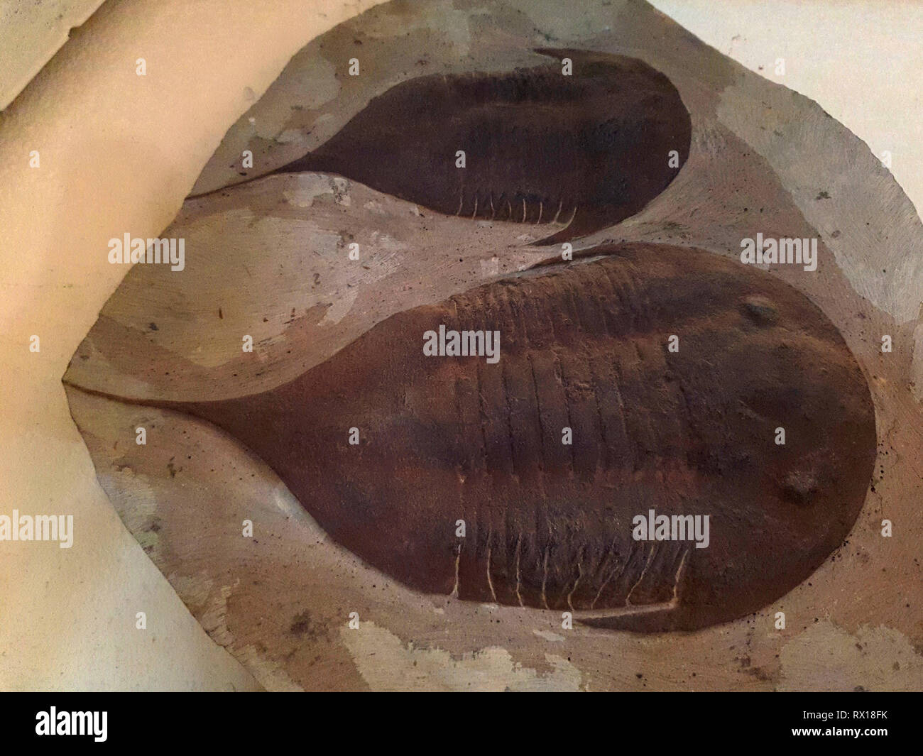 Cambrian era animals hi-res stock photography and images - Alamy