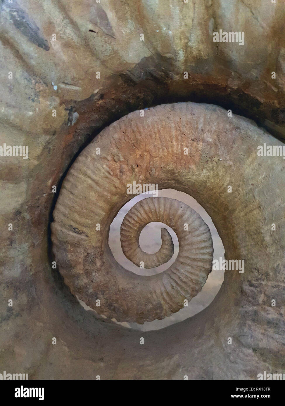 Ammonite symbol hi-res stock photography and images - Alamy