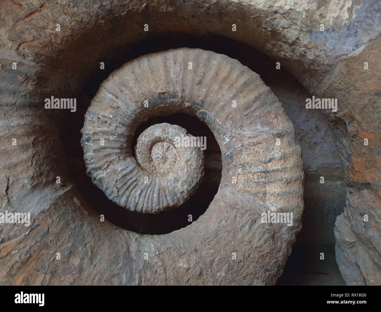 Spiral stone fossil ammonite mollusc, light gray color Stock Photo - Alamy