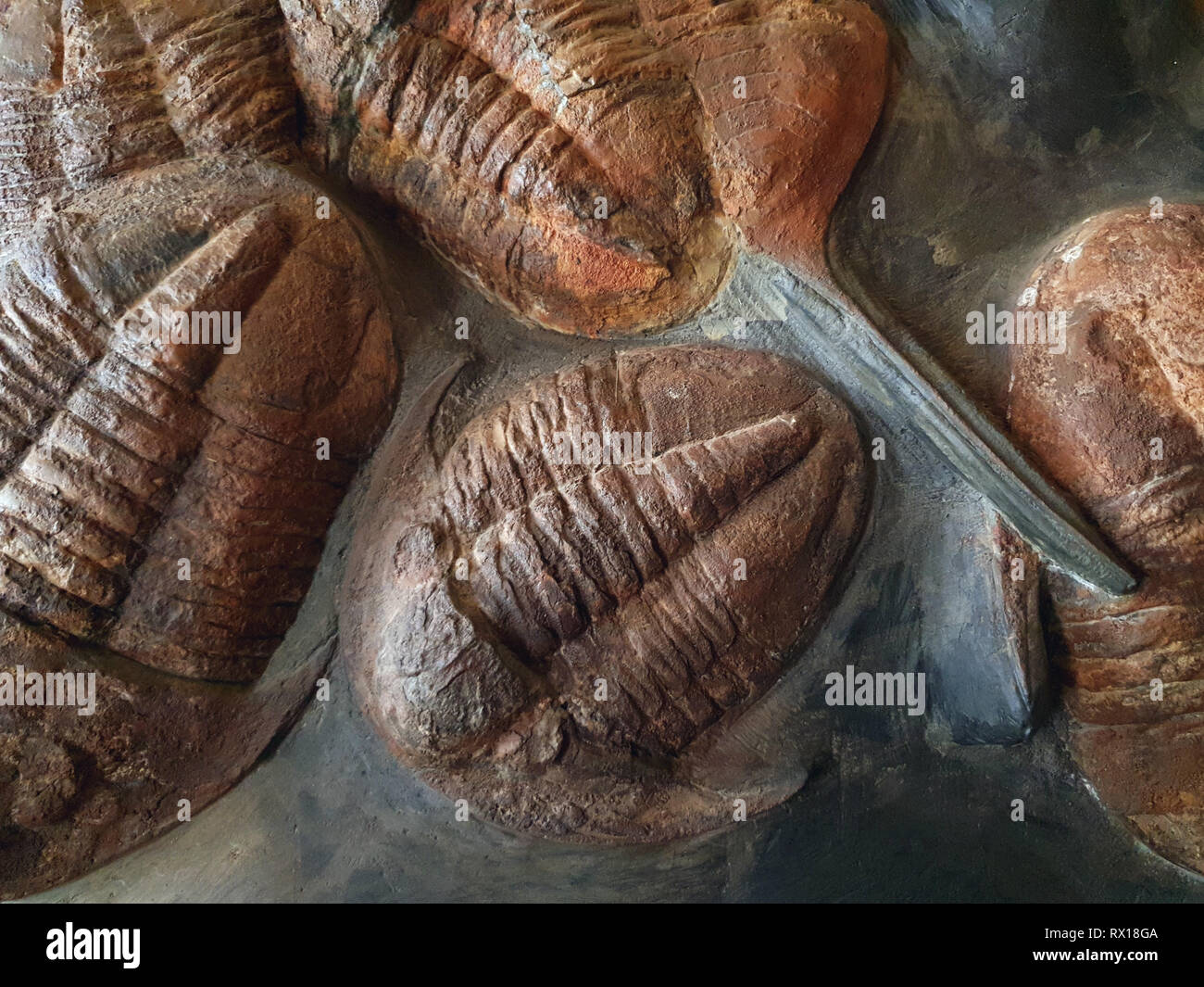 Lot of beautiful stone trilobites are brown in color to blue rock Stock ...