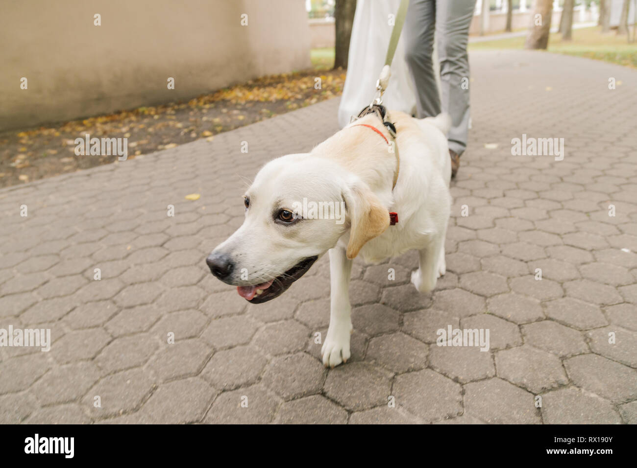 Child dog walking school hi-res stock photography and images - Alamy