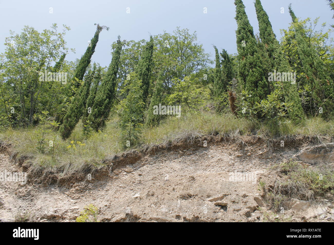 Bushes growing on bare rocks in the mountains Stock Photo - Alamy