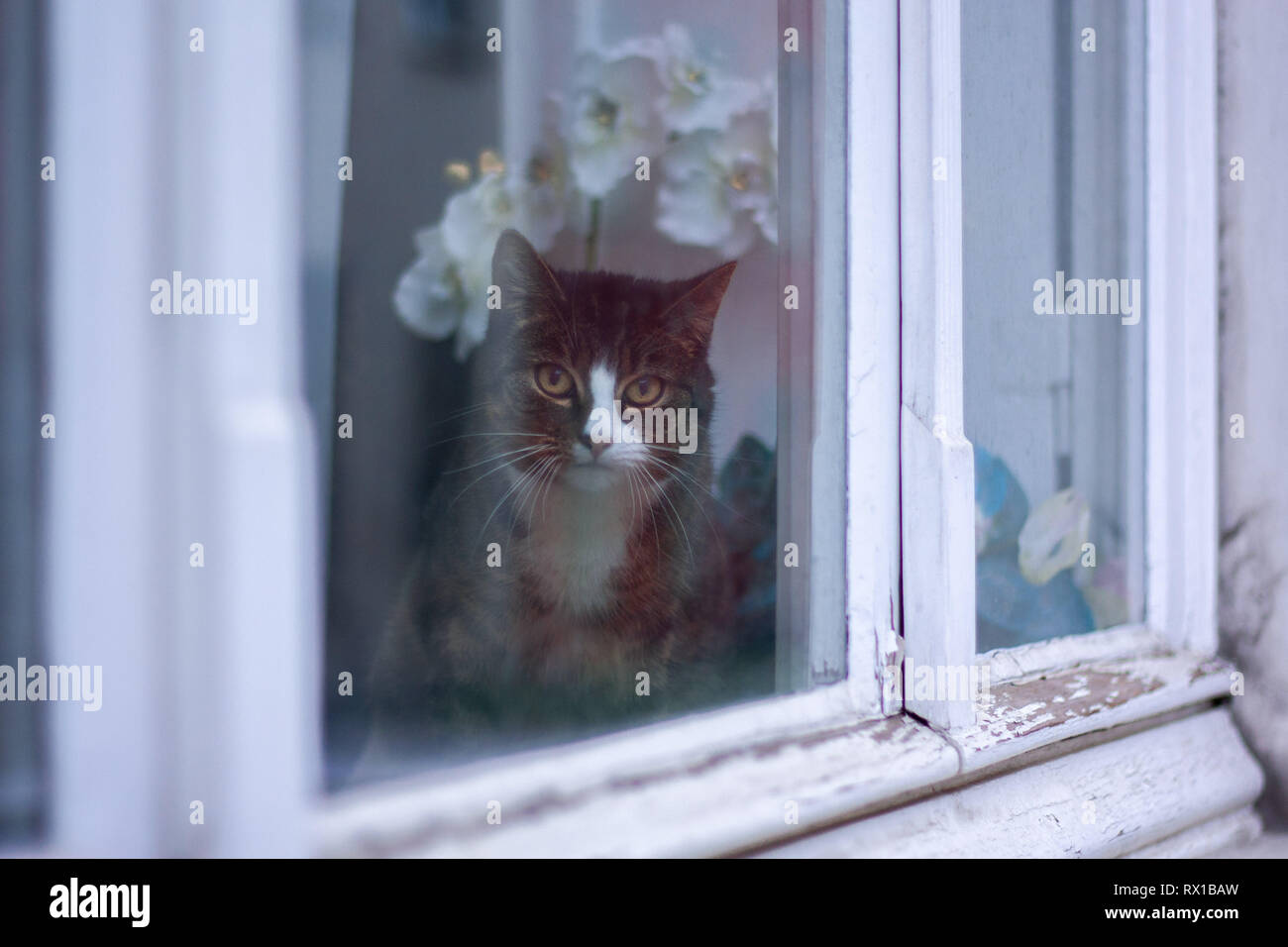 Domestic observer hi-res stock photography and images - Alamy