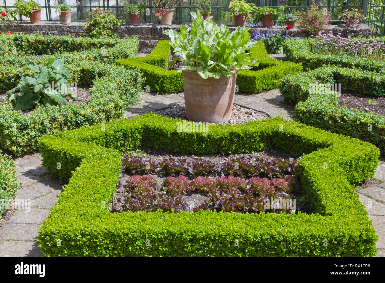Growing vegetables and herbs in shaped trimmed hedge plots, summer ...