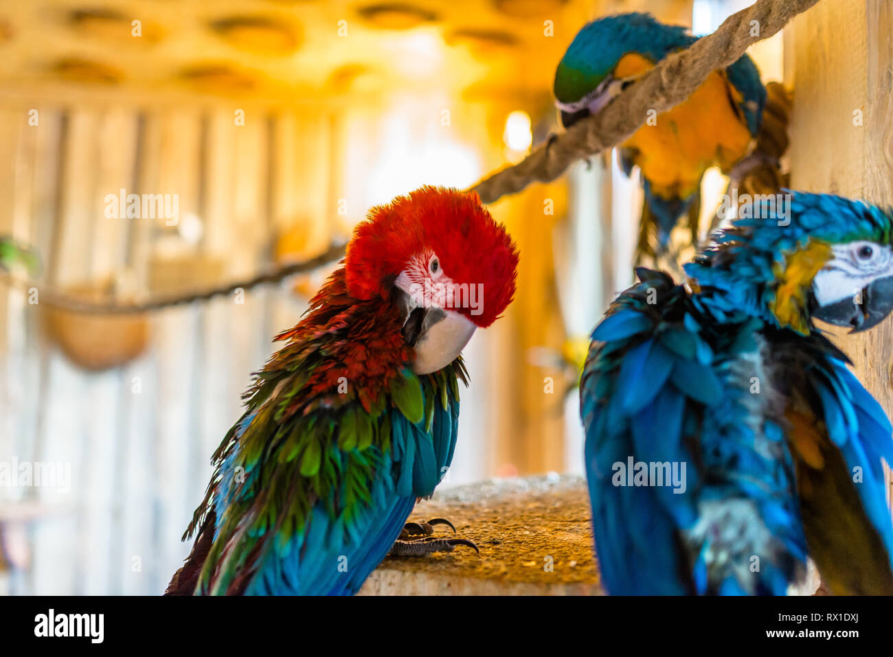 Macaw parrot sitting on a rope in an ornithological park in winter ...