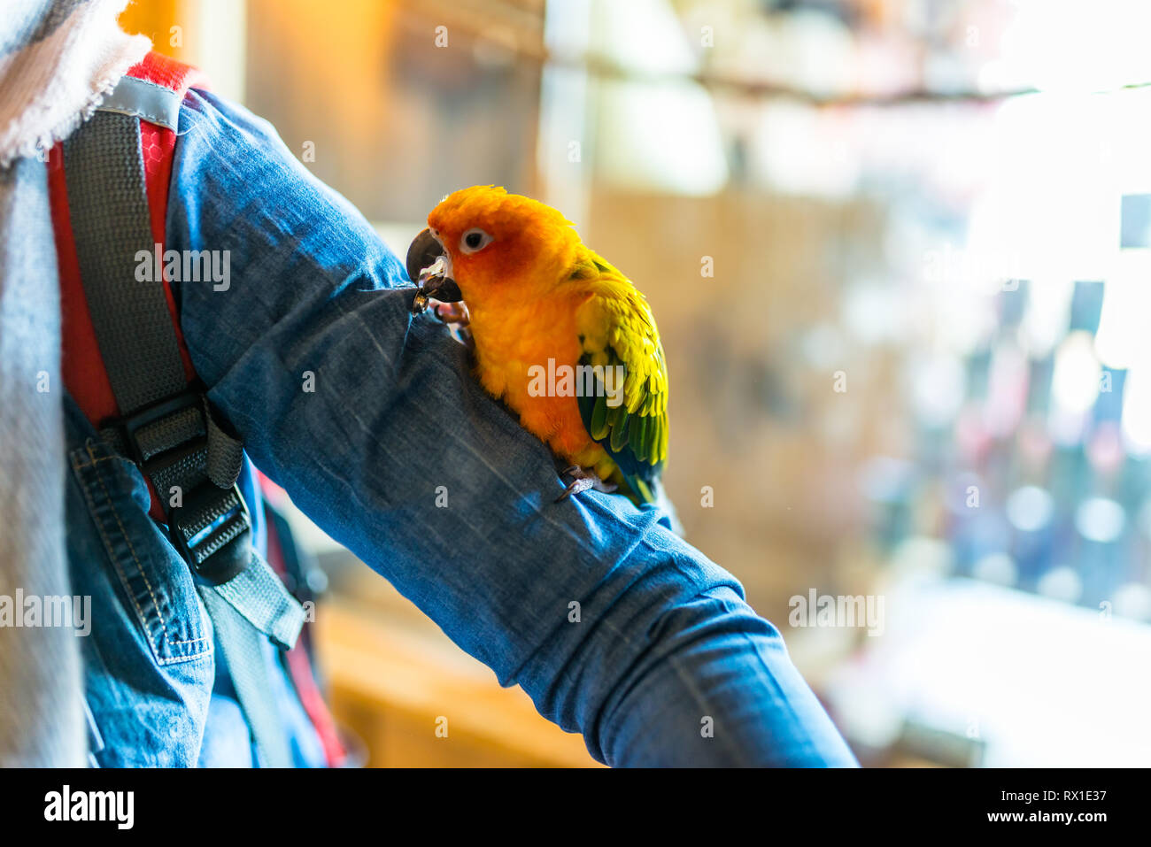 Parrot On Shoulder High Resolution Stock Photography and Images - Alamy