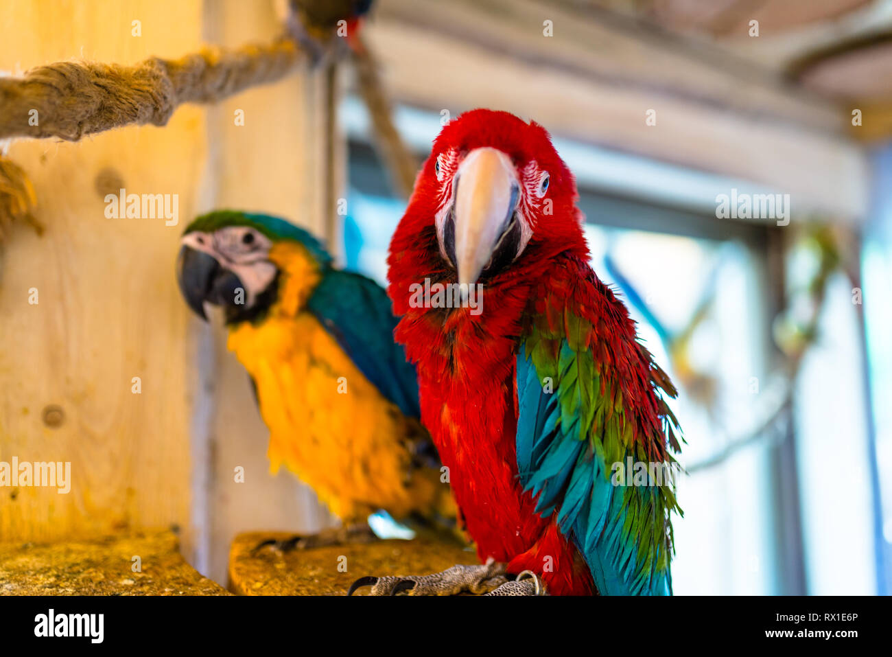 Macaw parrot sitting on a rope in an ornithological park in winter ...