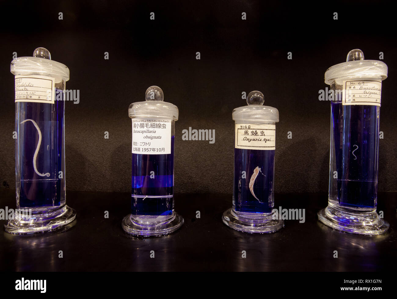 Parasitological museum tokyo hi-res stock photography and images - Alamy