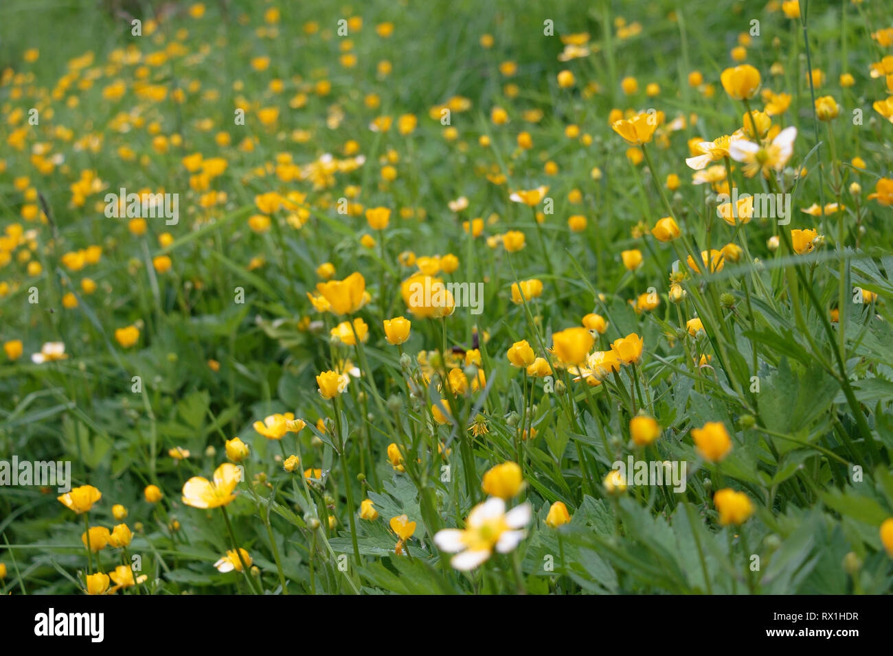 Buttercup of gardens hi-res stock photography and images - Alamy