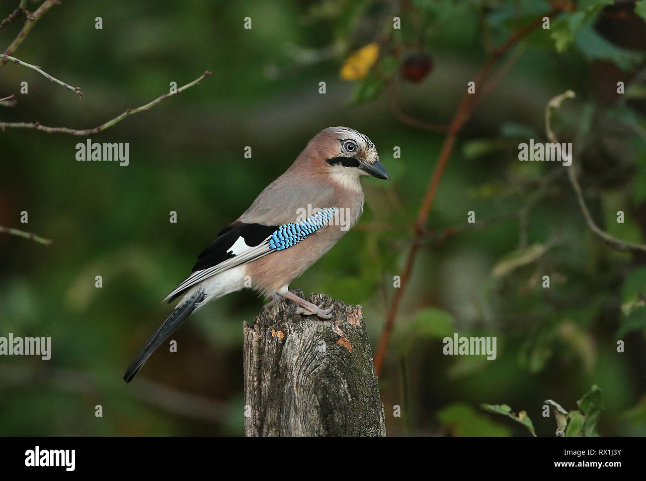 Jay birds hi-res stock photography and images - Alamy