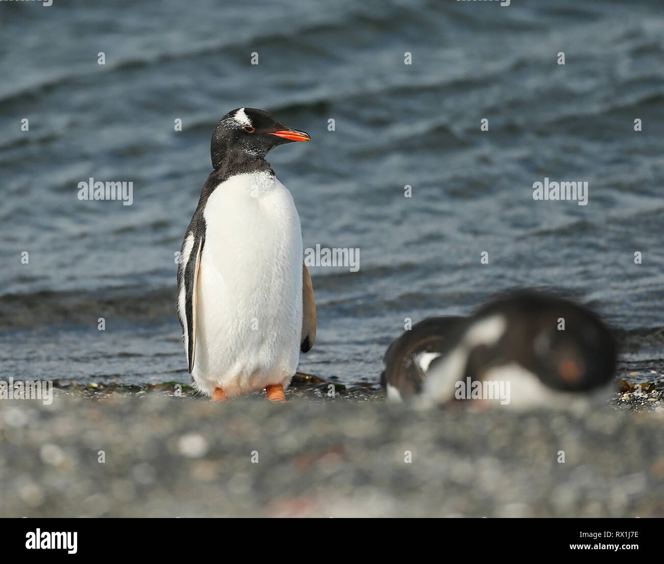 Penguin on beach hi-res stock photography and images - Alamy