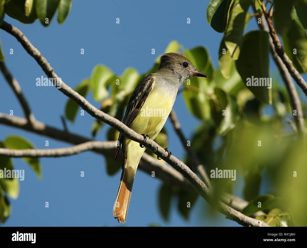 Flycatcher species hi-res stock photography and images - Alamy