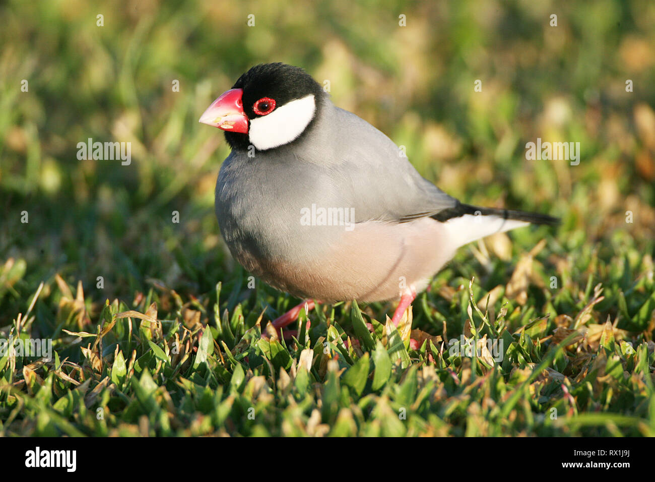Java sparrow oahu hi-res stock photography and images - Alamy