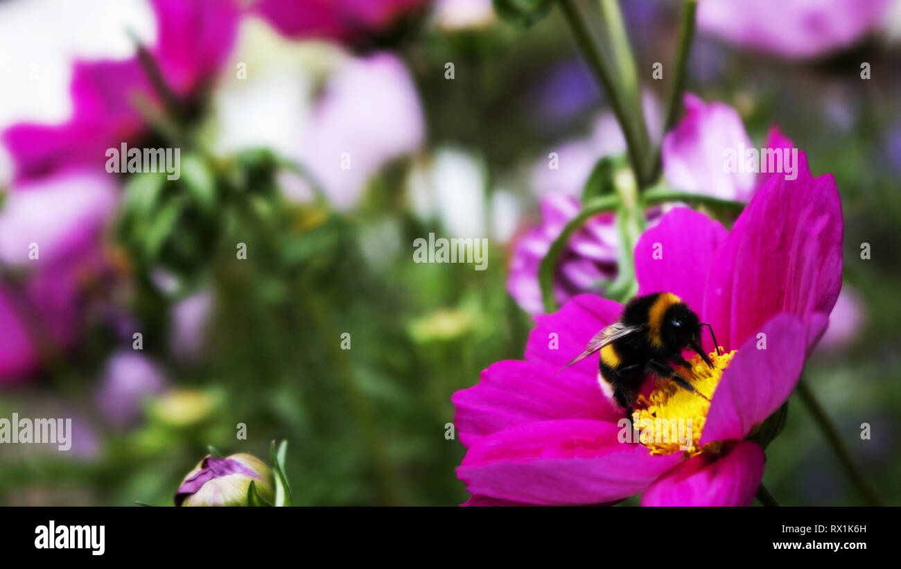 Bees landing on flower hi-res stock photography and images - Alamy