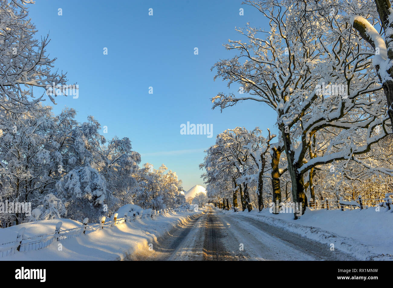 Trees overhanging road hi-res stock photography and images - Alamy