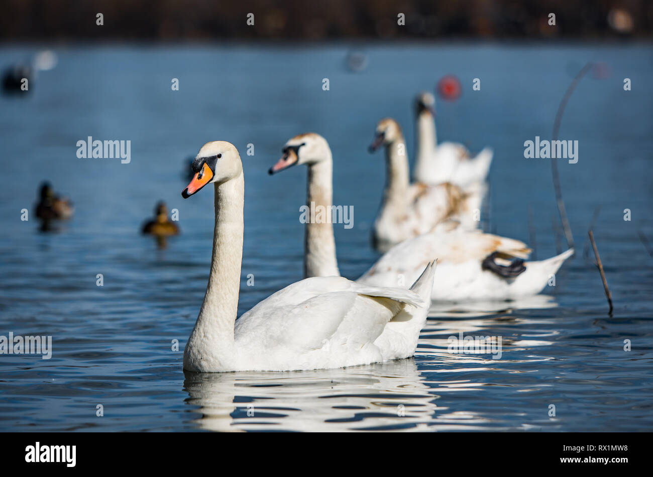 the four beautiful swans in the line swim in the river Stock Photo - Alamy