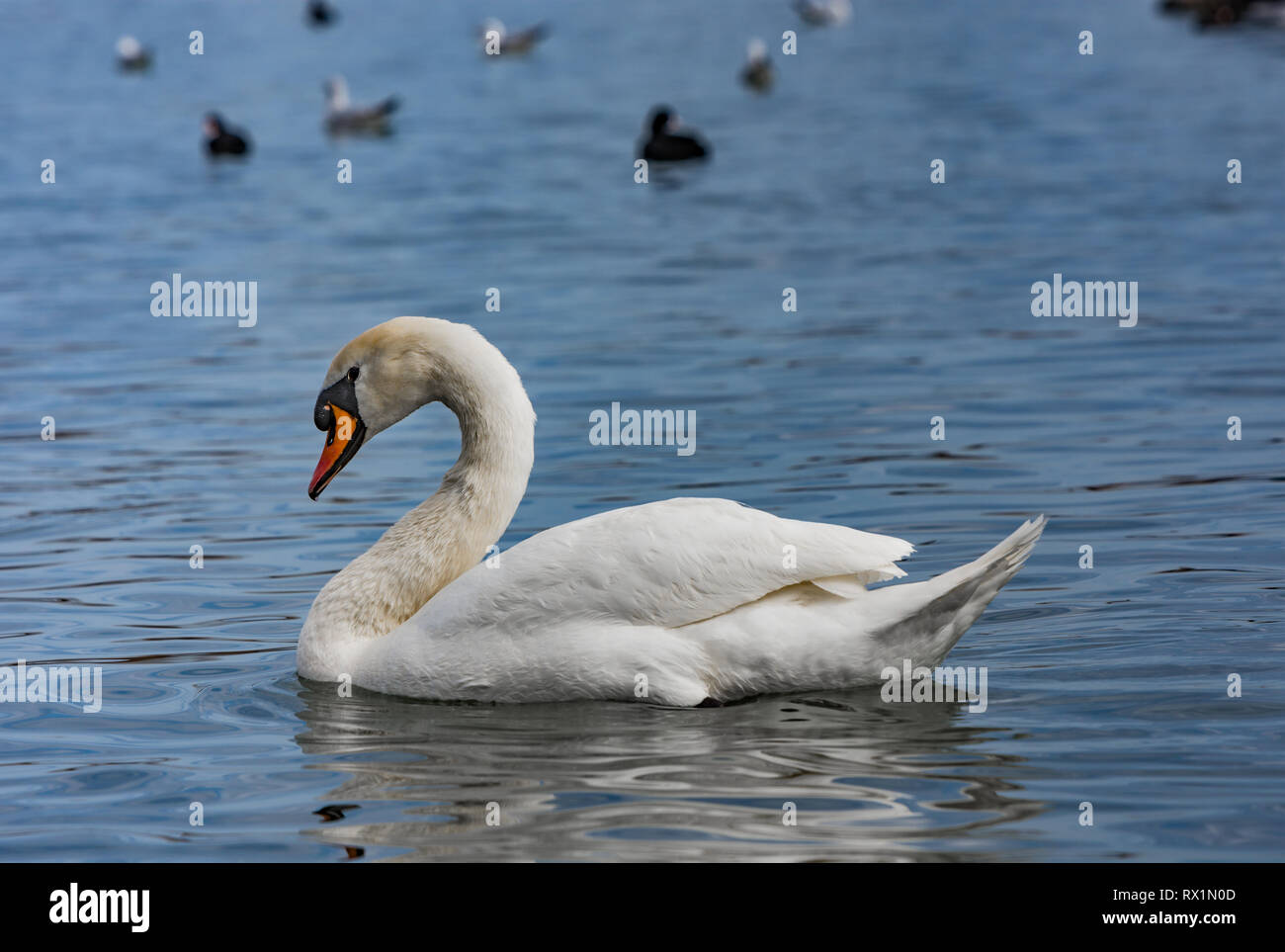 Swan dive hi-res stock photography and images - Alamy