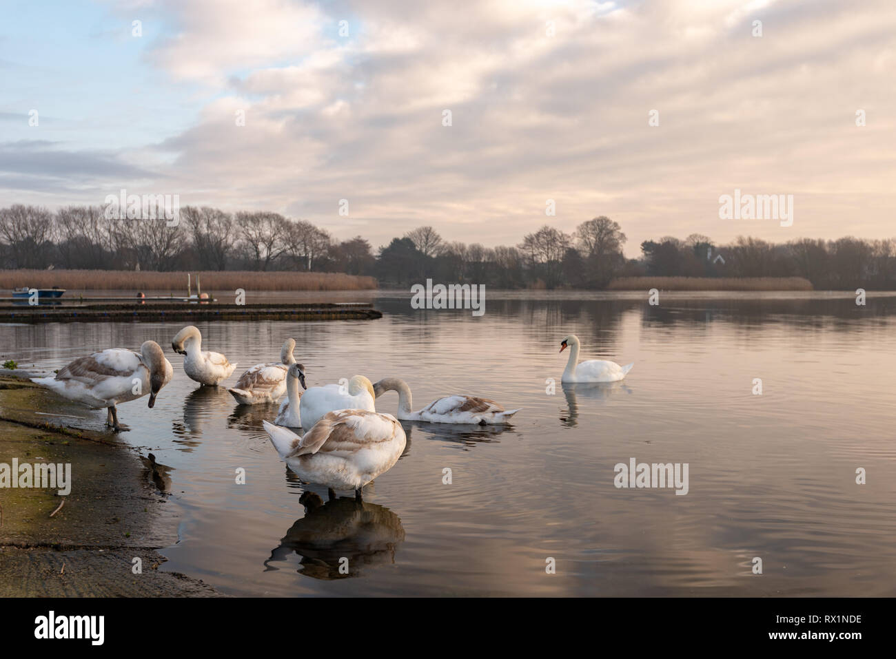 Black mere pond hi-res stock photography and images - Alamy