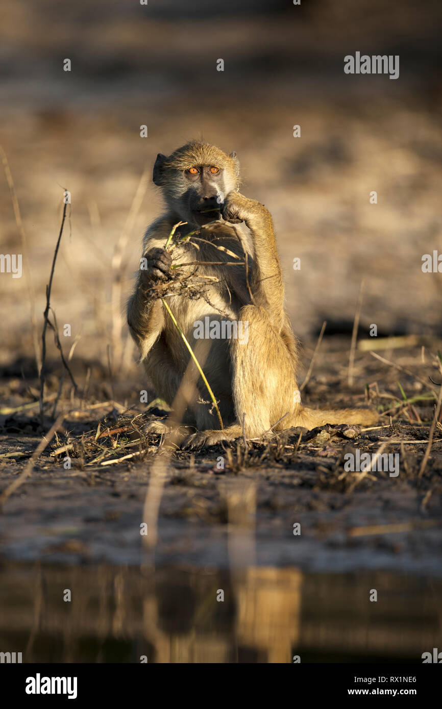 Golden baboon hi-res stock photography and images - Alamy