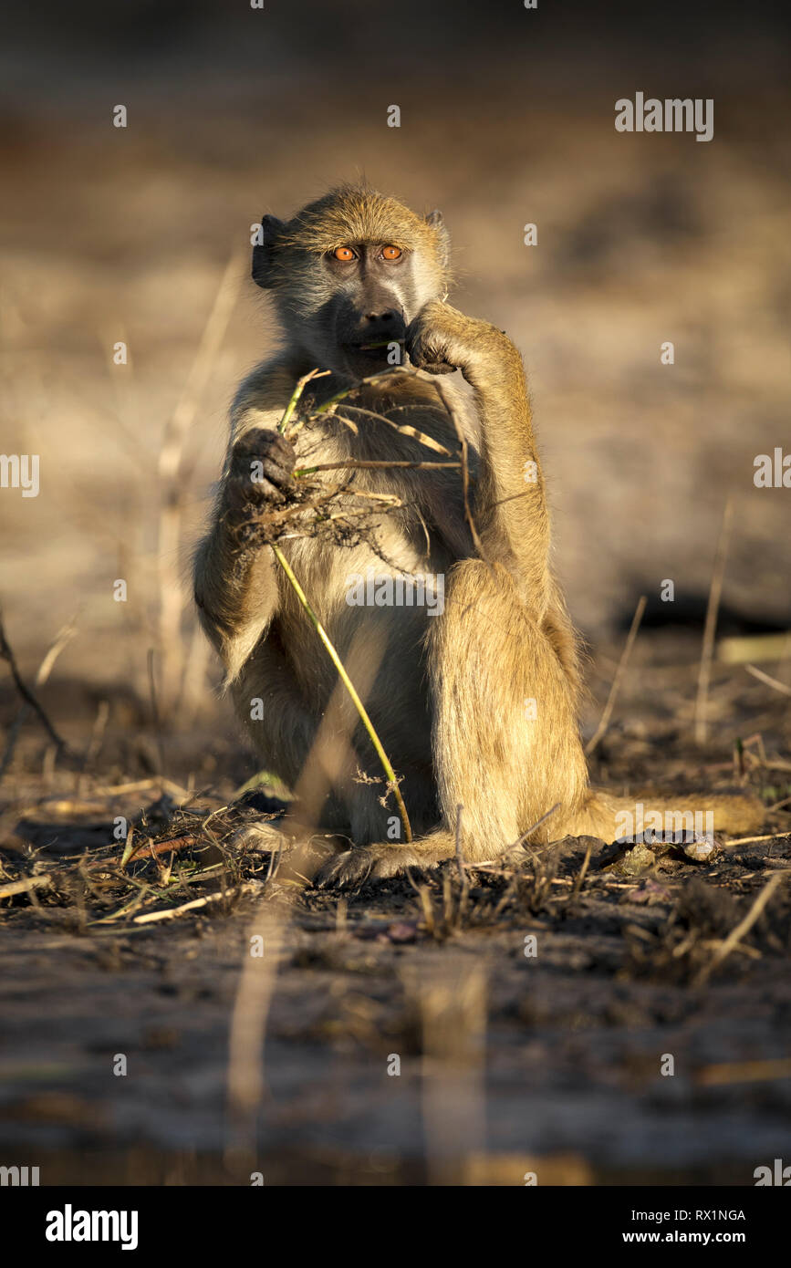 Golden baboon hi-res stock photography and images - Alamy