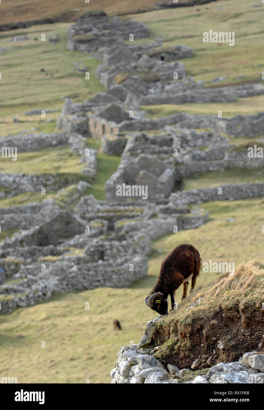 A hebridean sheep hi-res stock photography and images - Alamy