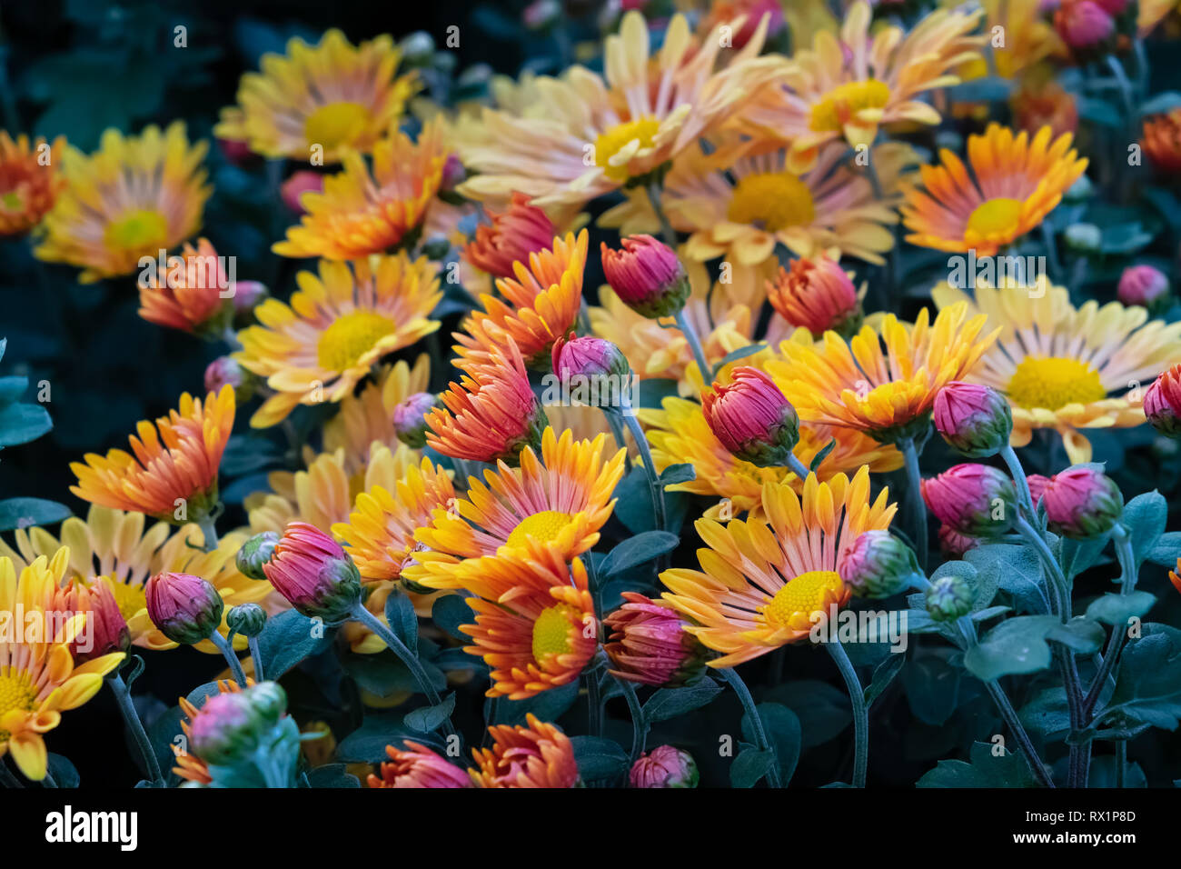 Yellow chrysanthemum flowers hi-res stock photography and images - Alamy