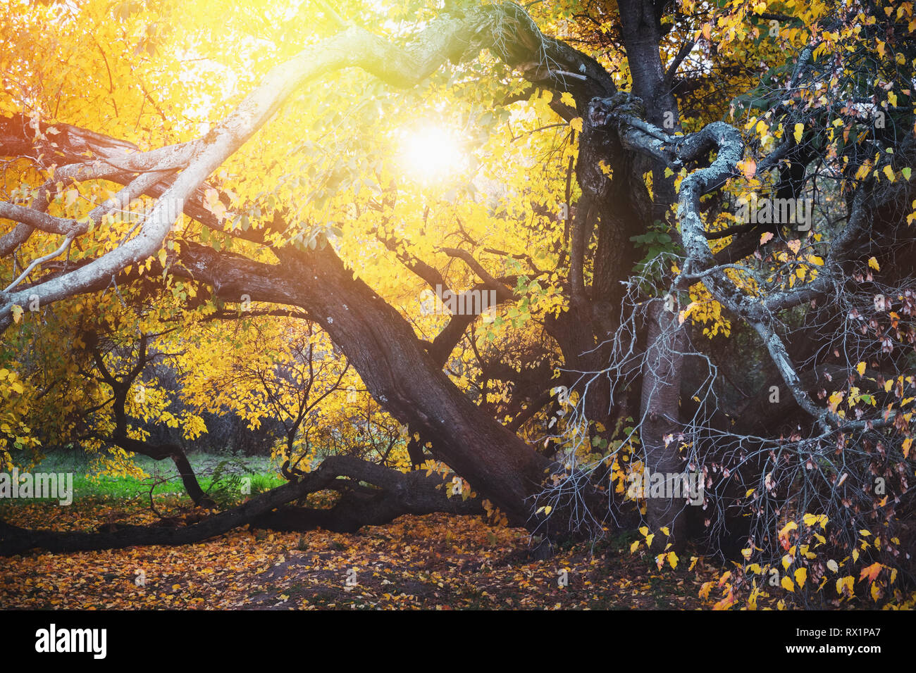 Old autumn tree hi-res stock photography and images - Alamy