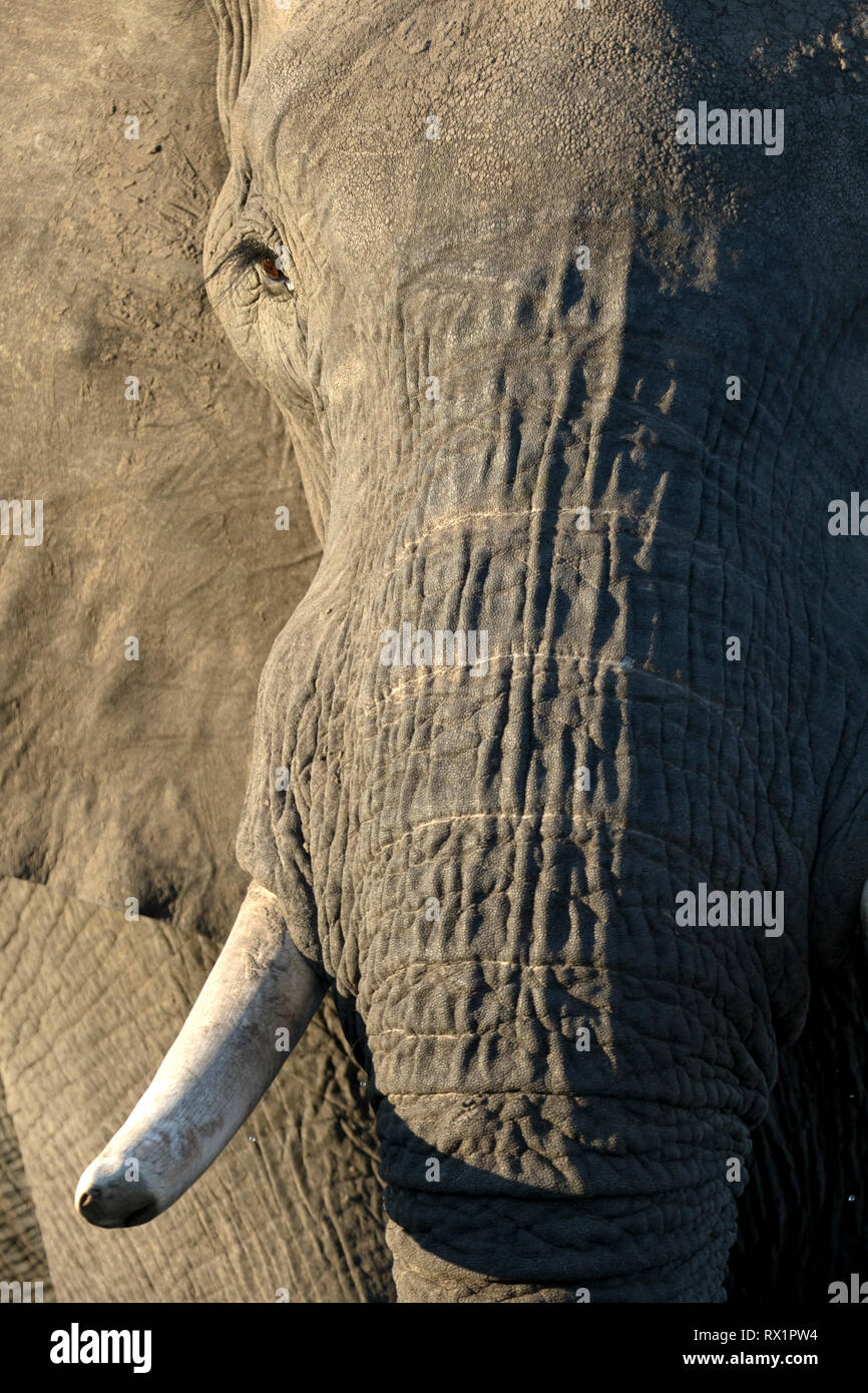 Elephant trunk up close hi-res stock photography and images - Alamy