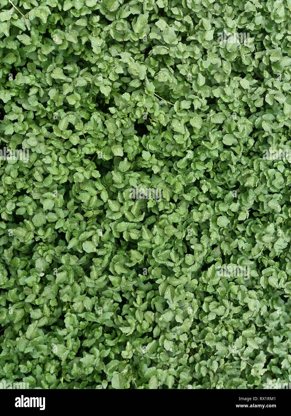 Rainy garden plants hi-res stock photography and images - Alamy