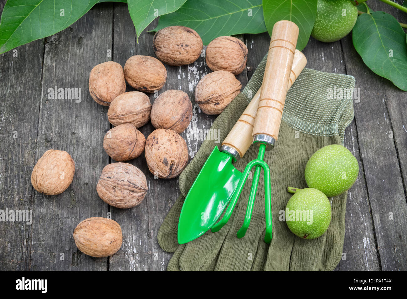 Walnuts, green nuts, leaves, gloves, spade and rake on wooden board ...